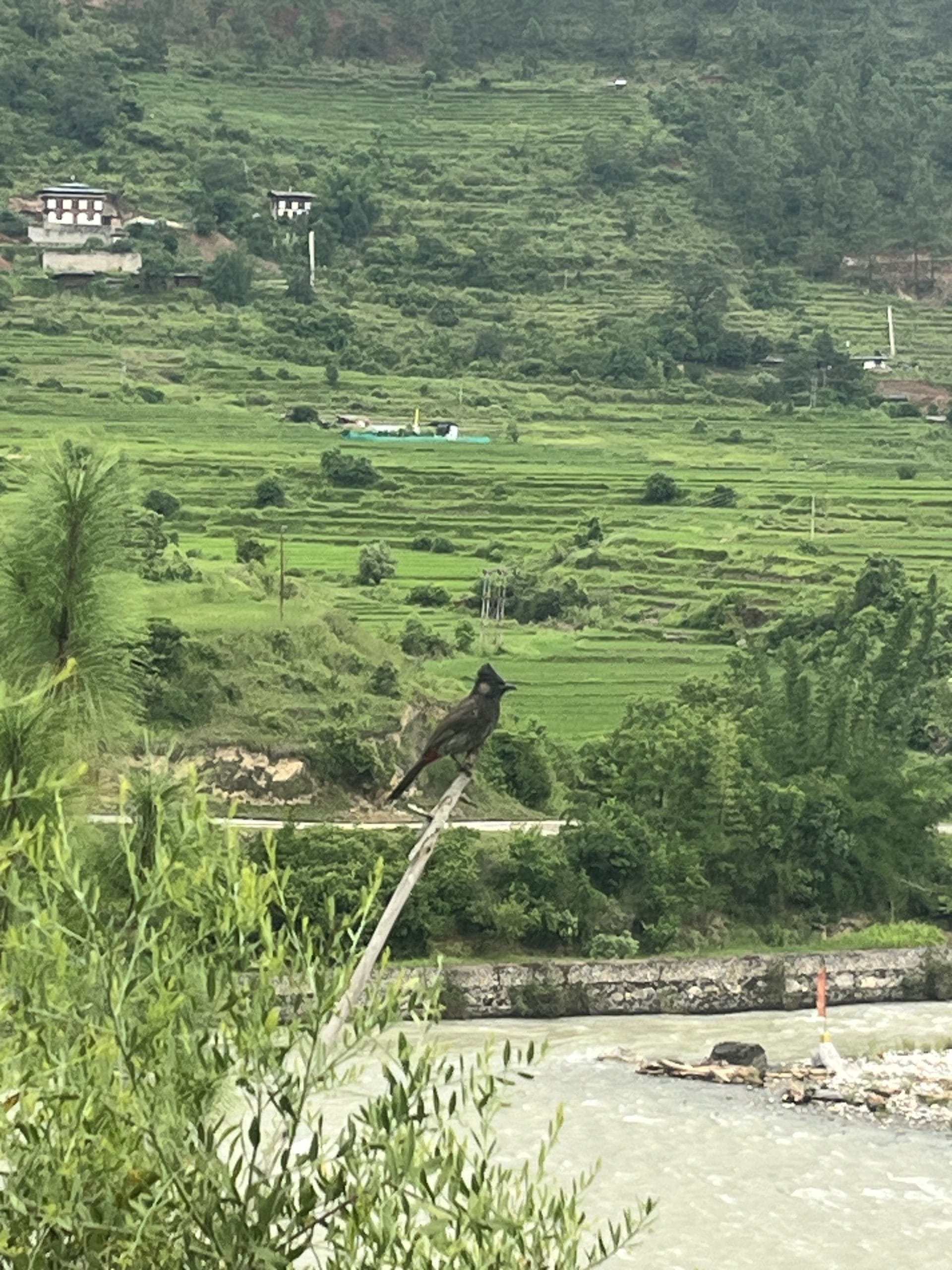 Bird Watching Tour-Bhutan - Travel More Bhutan